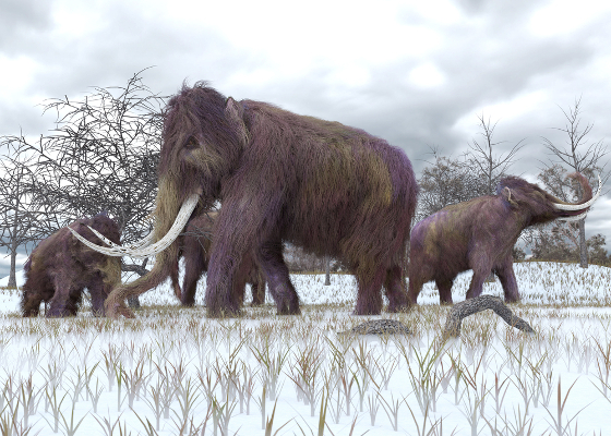 Woolly mammoths became extinct around 4,000 years ago. A recent study con..