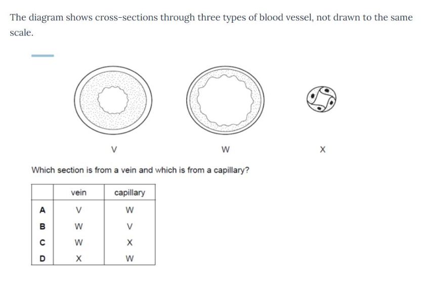 Examining Blood Vessel Cross-Sections The diagram shows cross-sections t..