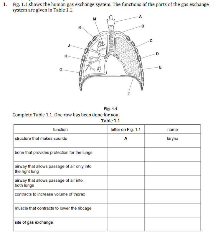 Fig. 1.1 shows the human gas exchange system. The functions of the parts