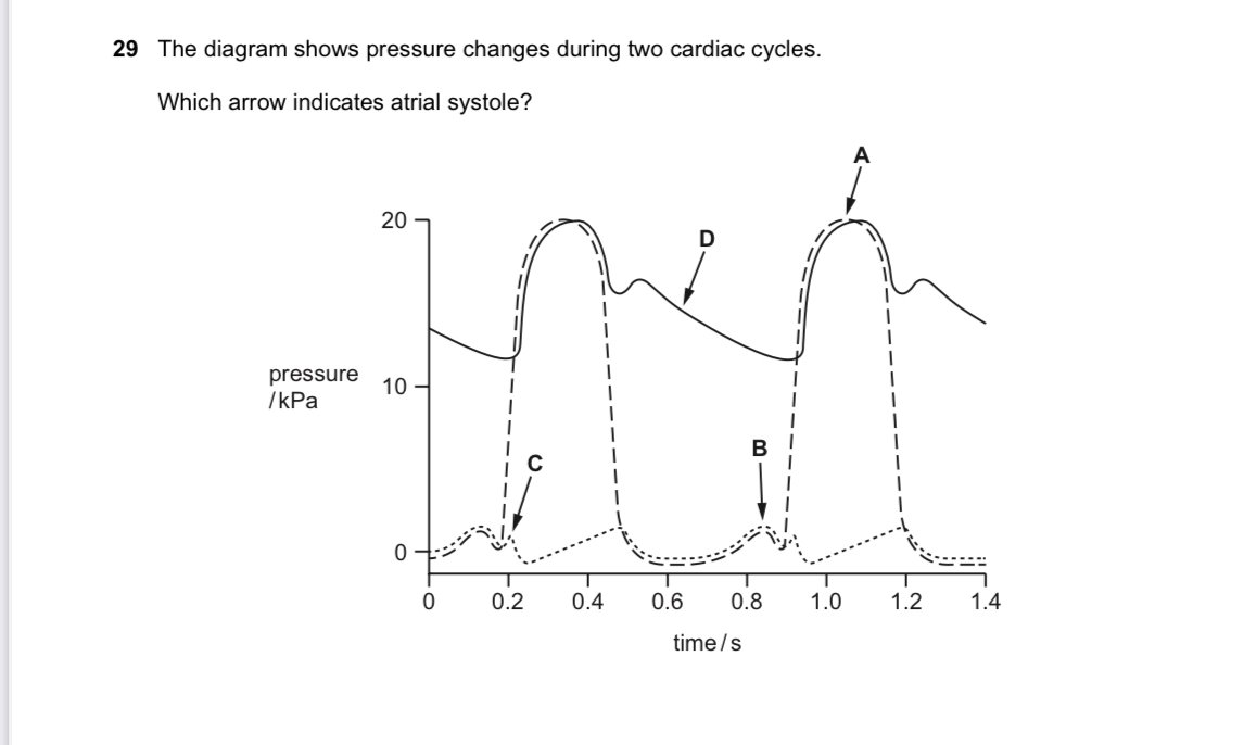 29 The diagram shows pressure changes during two cardiac cycles.Which ar..