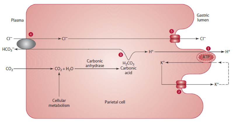 PlasmaHCO3-CarbonicanhydraseCO₂CO,+H,O.H2CO3CarbonicacidCellular..