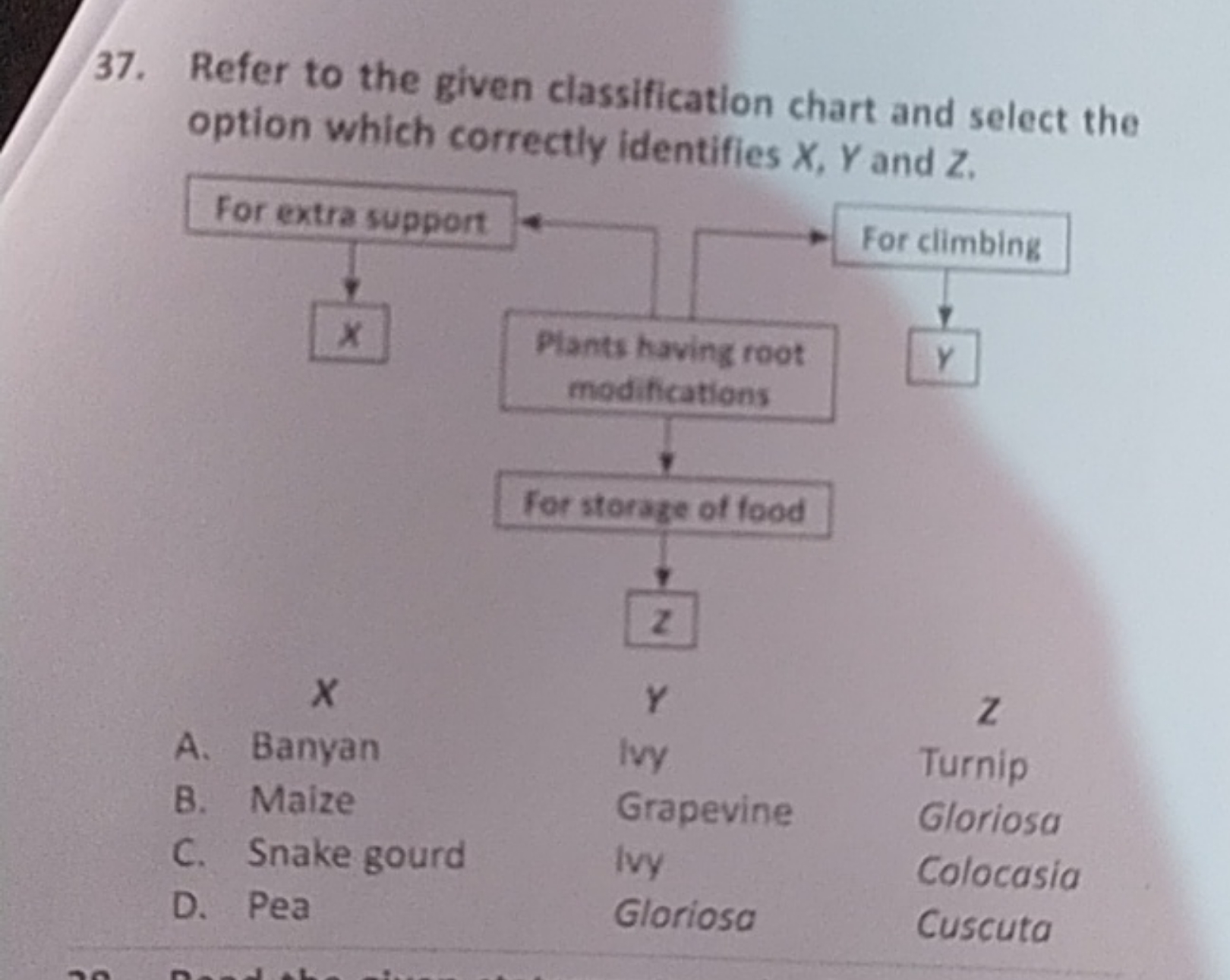 37. Refer to the given classification chart and select the option which c.. 37. Refer to the given classification chart and select the option which c..