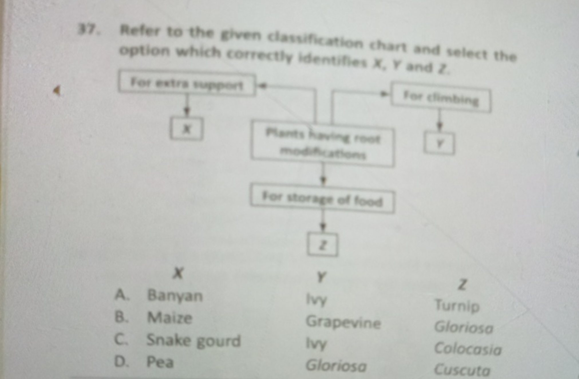 37. Refer to the given classification chart and select the option which c.. 37. Refer to the given classification chart and select the option which c..