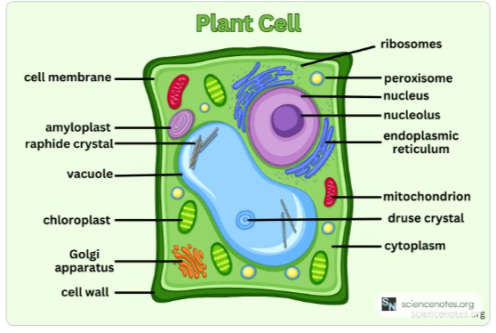 cell membrane. Plant Cell ribosomes peroxisome -nucleus -nucleolus endopl..