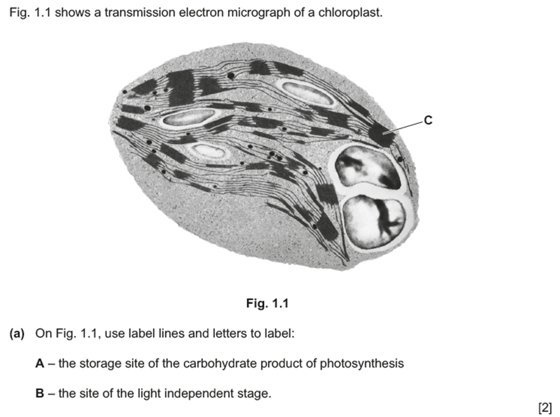 Fig. 1.1 shows a transmission electron micrograph of a chloroplast. Fig...