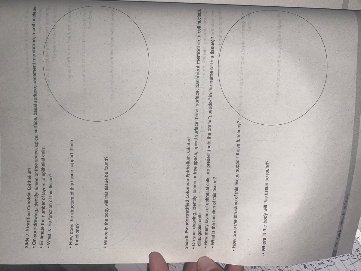 Slide 7: Stratified Cuboidal Epithelium On your drawing, identify: lumen