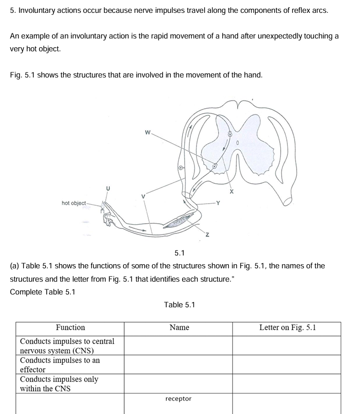 Involuntary actions occur because nerve impulses travel along the compone..
