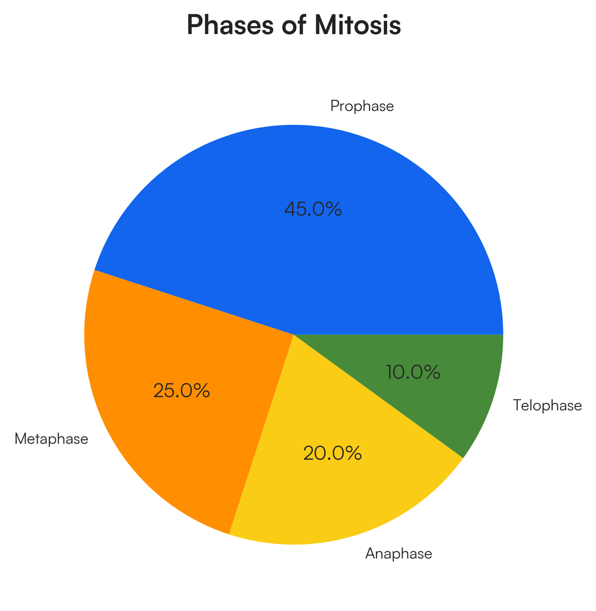 Use the information to draw a pie chart. | Phase of Mitosis | Number of