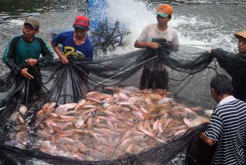 Panduan Lengkap Budidaya Ikan Nila Agar Cepat Panen