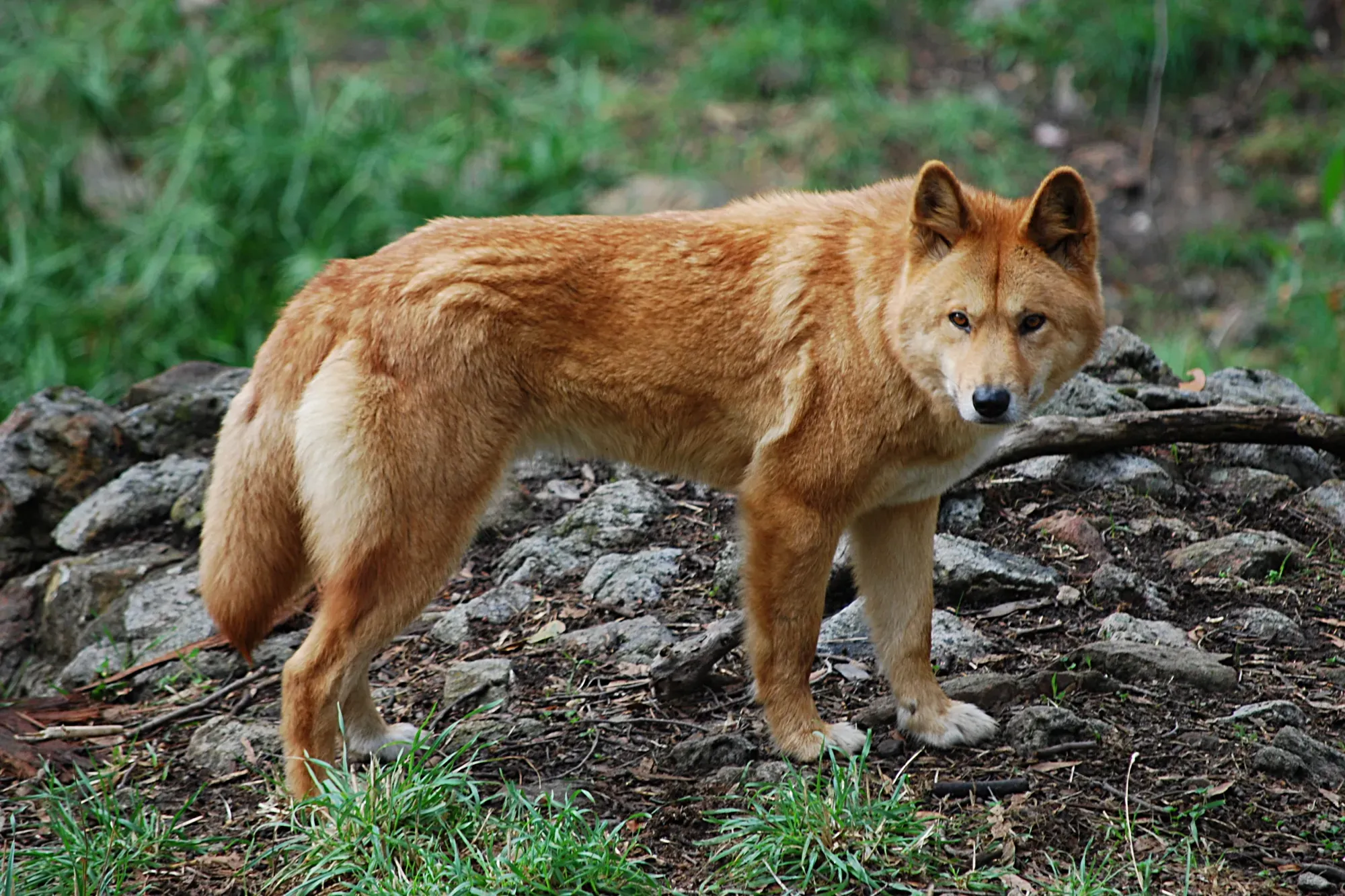 FinGurú - O dingo: uma análise profunda de seu impacto e contexto atual ...