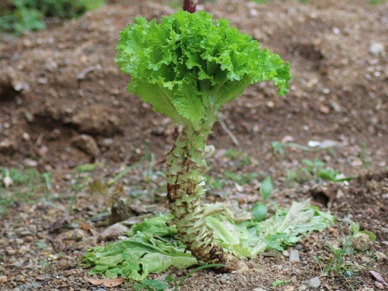 Leaf Lettuce Lactuca Sativa Var Crispa Flower Database