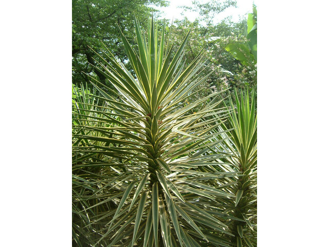 Golden spanish dagger | Yucca aloifolia cv marginata | Flower Database