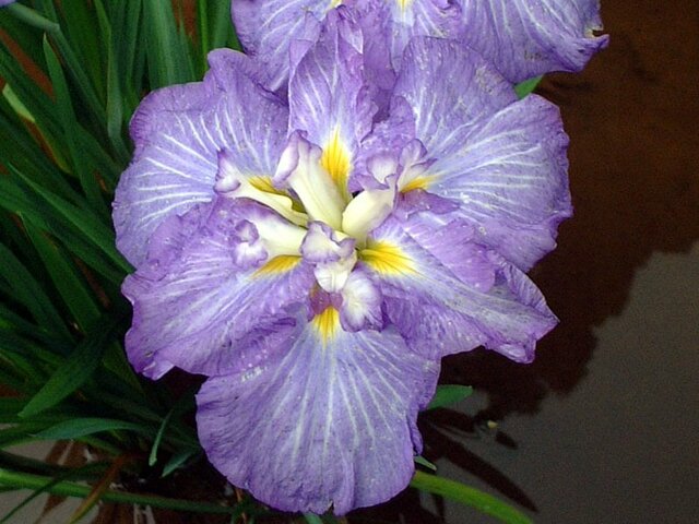 Japanese Iris list | Flower Database