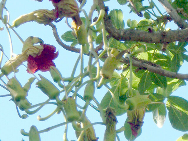 sausage tree | Kigelia africana | Flower Database