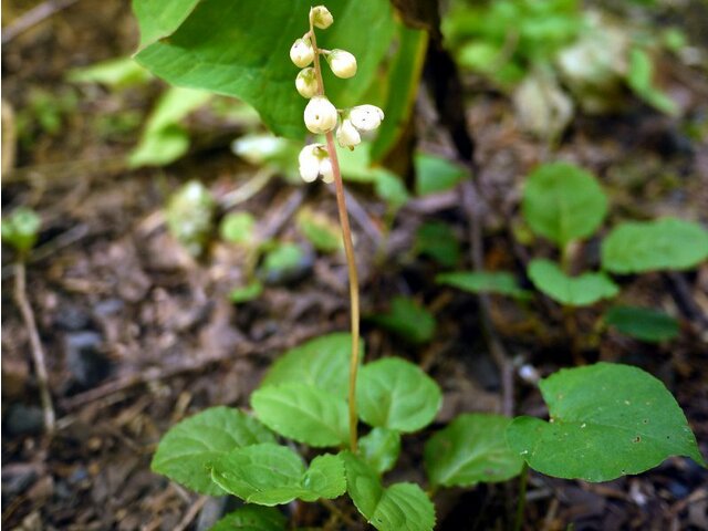 Pyrola alpina | Pyrola alpina | Flower Database