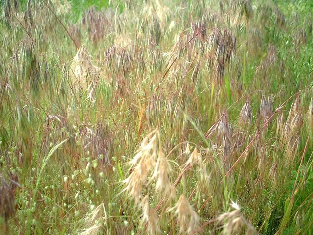 drooping brome | Bromus tectorum | Flower Database