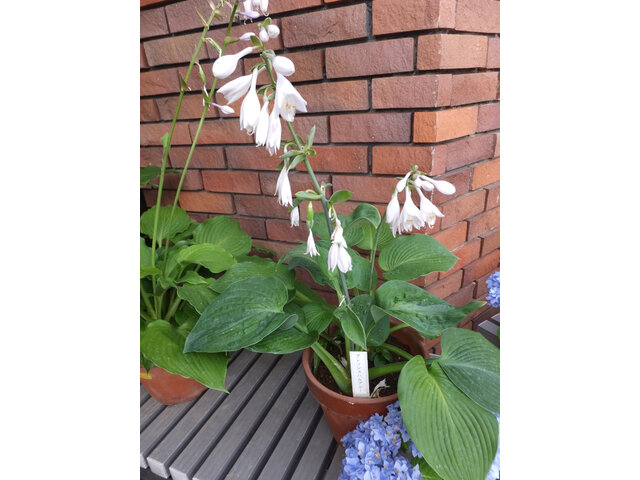 Hosta 'Bressingham Blue' | Hosta‘Bressingham Blue’ | Flower Database