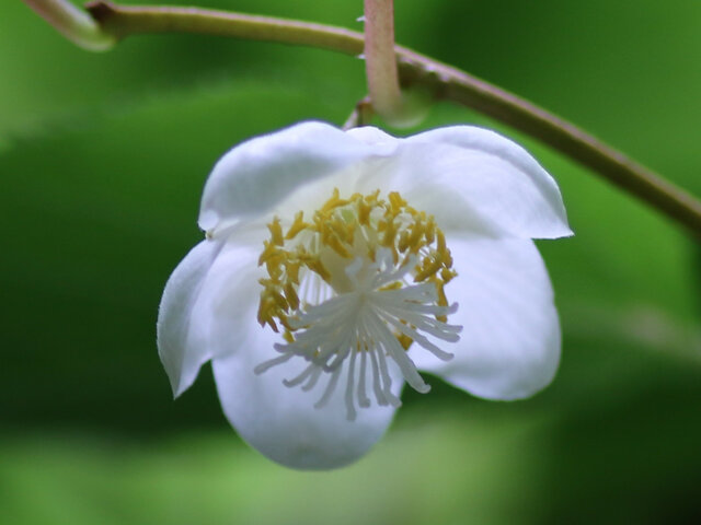 Actinidia polygama | Flower Database