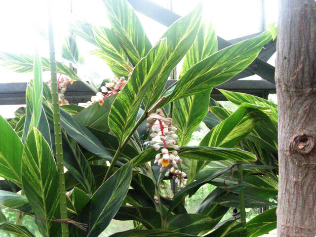 Alpinia zerumbet | Alpinia zerumbet | Flower Database