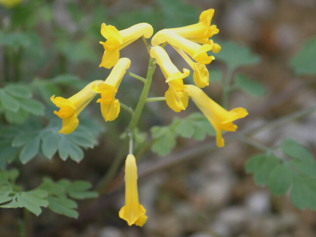 Yellow corydalis | Corydalis lutea | Flower Database