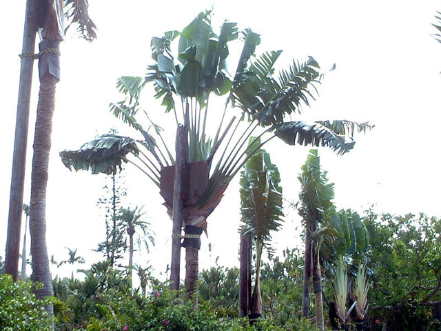 Ravenala madagascariensis | Ravenala | Flower Database