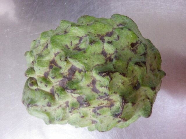 Atemoya | Annona × atemoya | Flower Database