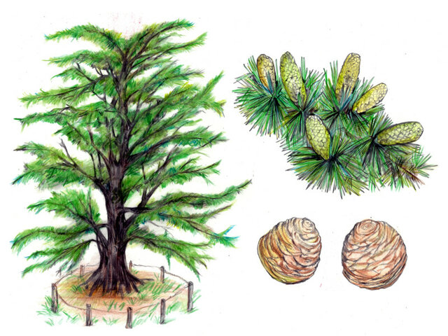 レバノンスギ | cedrus libani | かぎけん花図鑑