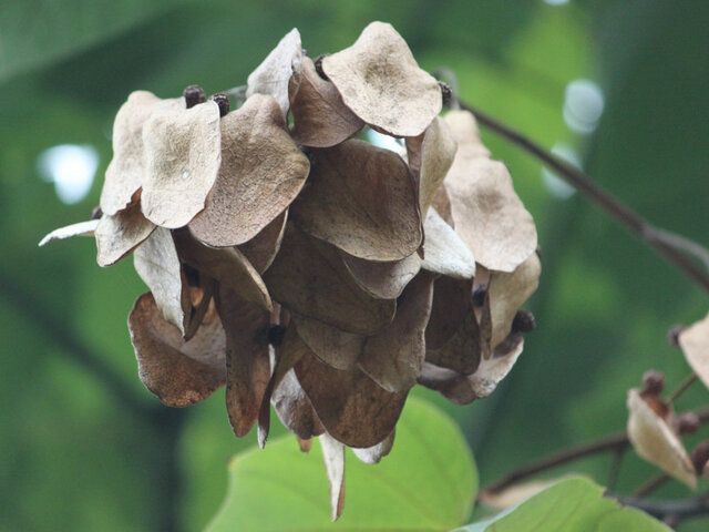 Firmiana simplex | Firmiana simplex | Flower Database