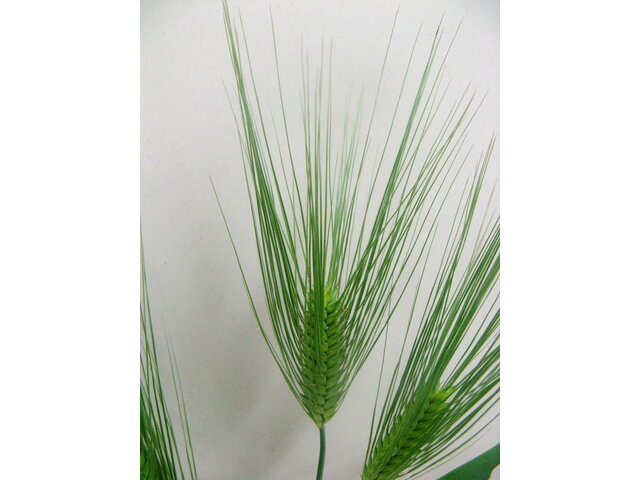 Barley | Hordeum vulgare | Flower Database