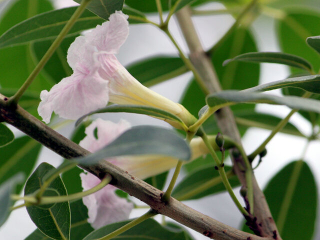 Pink tecoma | Tabebuia rosea | Flower Database