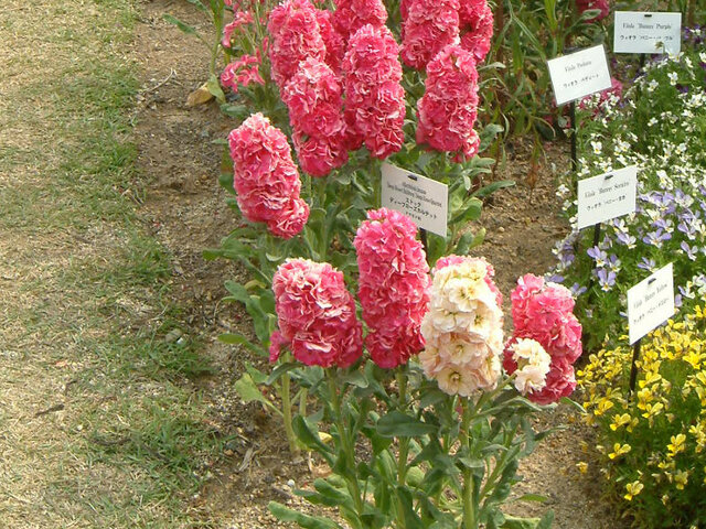 Stock 'Deep Rose Quartet' | Matthiola incana cv. | Flower Database