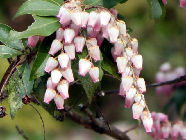 Asebi | Pieris japonica subsp. japonica | Flower Database