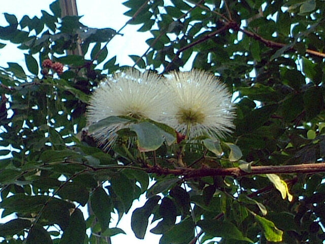 White powder puff | Calliandra haematocephala 'alba' | Flower Database