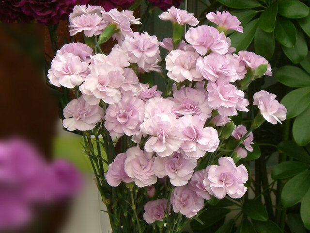 Spray Carnation | Dianthus caryophyllus 'spray type' | Flower Database