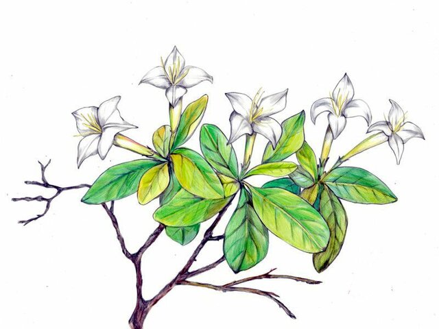 Bikkia palauensis | Bikkia palauensis | Flower Database
