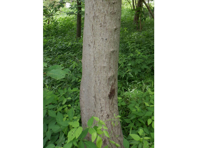 Swida macrophylla | Swida macrophylla | Flower Database