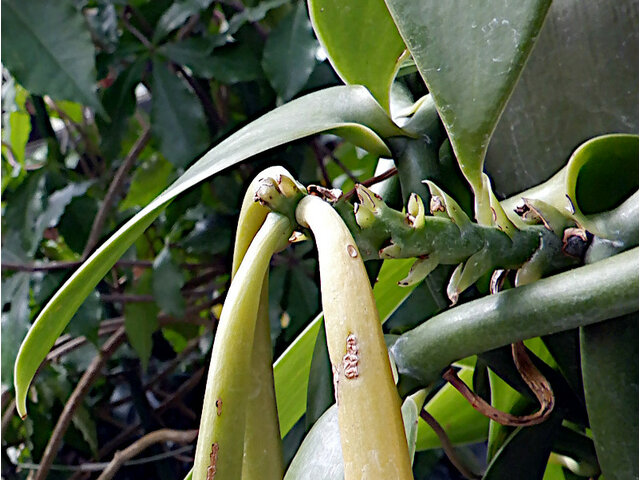 Vanilla | Vanilla planifolia | Flower Database