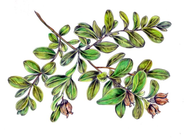 Japanese Box | Buxus microphylla var. japonica | Flower Database