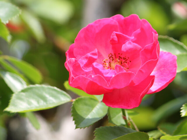 Rose 'Angela' | Rosa cv. Angela | Flower Database
