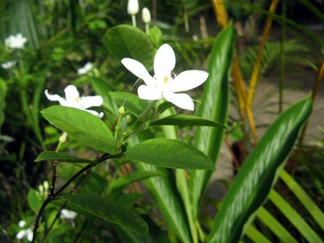 Wrightia antidysenterica | Wrightia antidysenterica | Flower Database