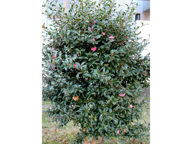 山茶花 乙女サザンカ' | Camellia sasanqua 'Otome sazanka' | かぎけん花図鑑