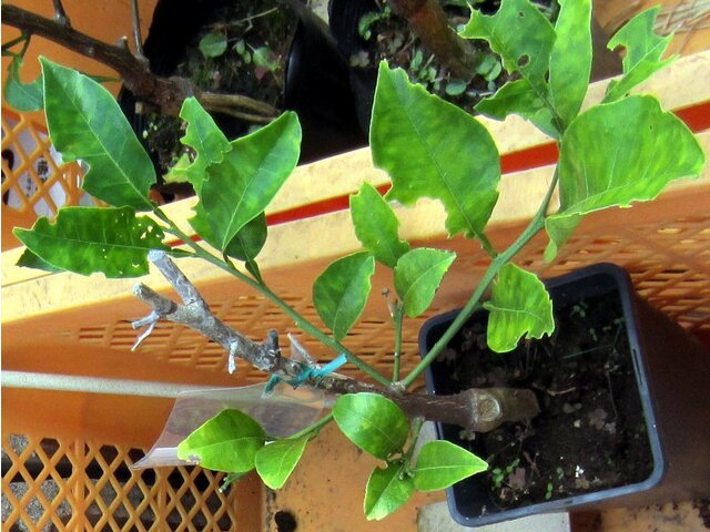Hassaku orange | Citrus hassaku | Flower Database