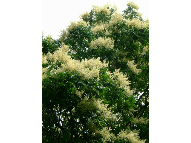 Meliosma oldhamii | Meliosma oldhamii | Flower Database