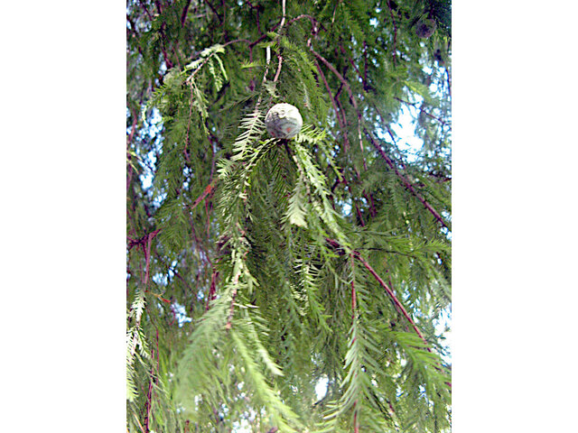 Bald Cypress Tree Flowers | Best Flower Site