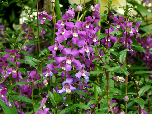Angelonia | Angelonia angustifolia | Flower Database