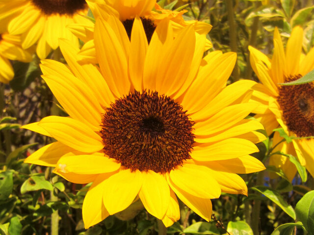 向日葵 'Sunrich' | Helianthus annuus cv sunrich himawari | 科技研花图画书