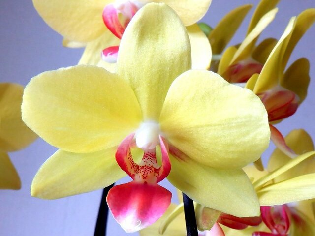 Moth orchid | Phalaenopsis midy 'naomi-gold' | Flower Database