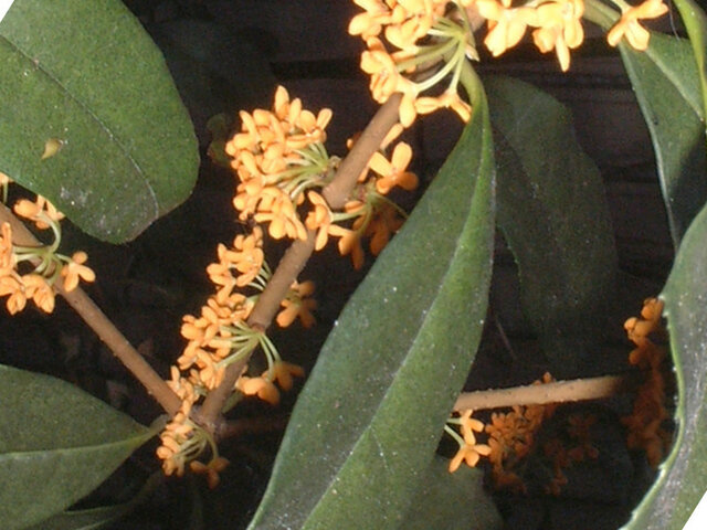 Gold osmanthus | Osmanthus fragrans var. aurantiacus | Flower Database