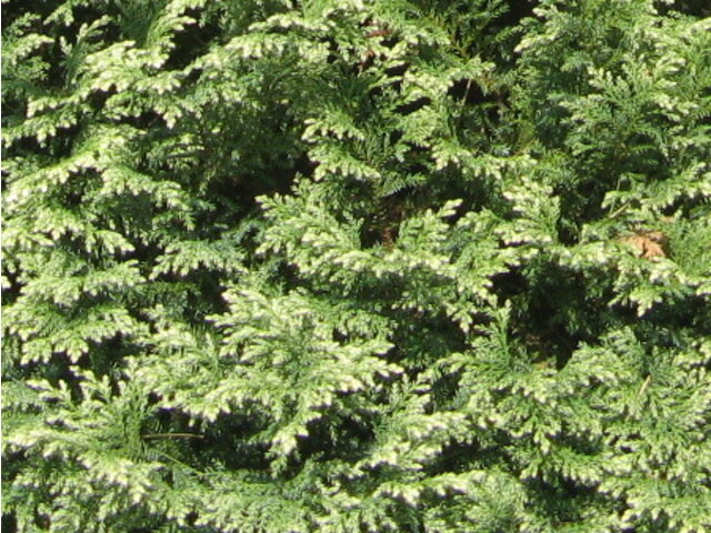Golden threadleaf sawara cypress | Chamaecyparis | Flower Database