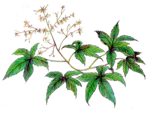 律草 | Humulus japonicus | 科技研花图画书